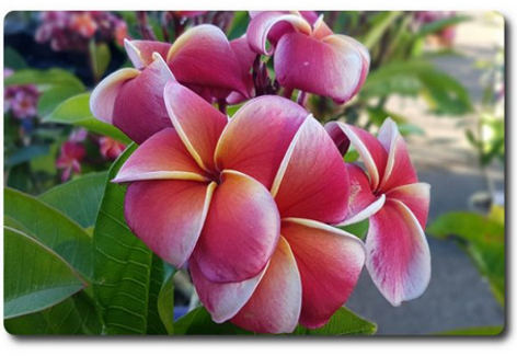 Plumeria / Frangipani növények – Plumeria / Frangipani – Magyarország
