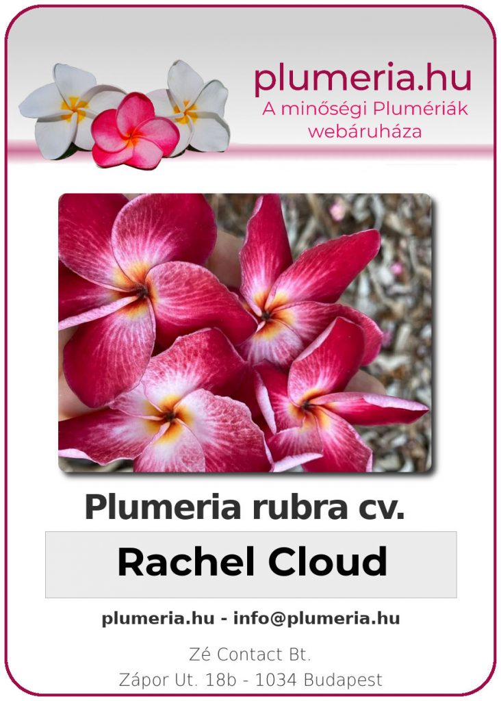 Plumeria rubra „Rachel Cloud” – Plumeria / Frangipani – Magyarország