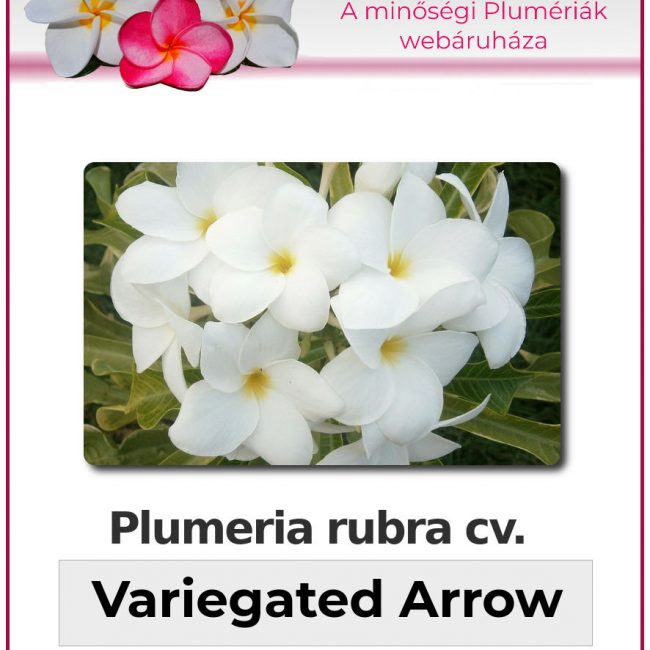 variegated arrow – Plumeria / Frangipani – Magyarország